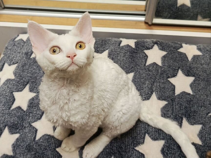 Разноглазая котенок