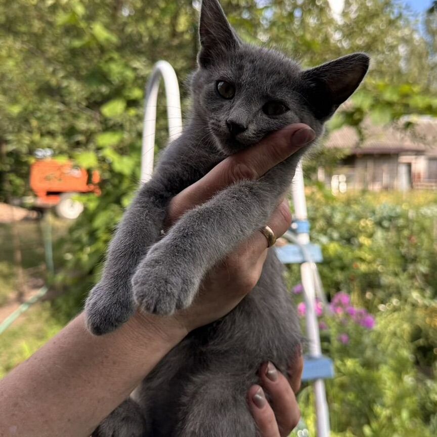 Отдам котят в добрые руки