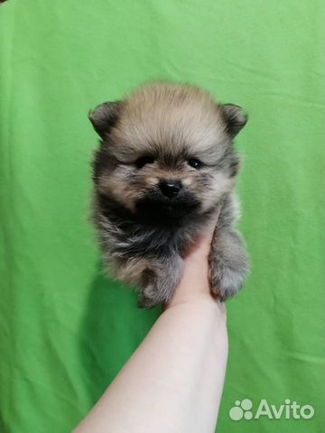 Щенки Померанского шпица. Будут маленькие