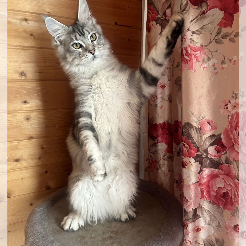 Мейн-кун котёнок