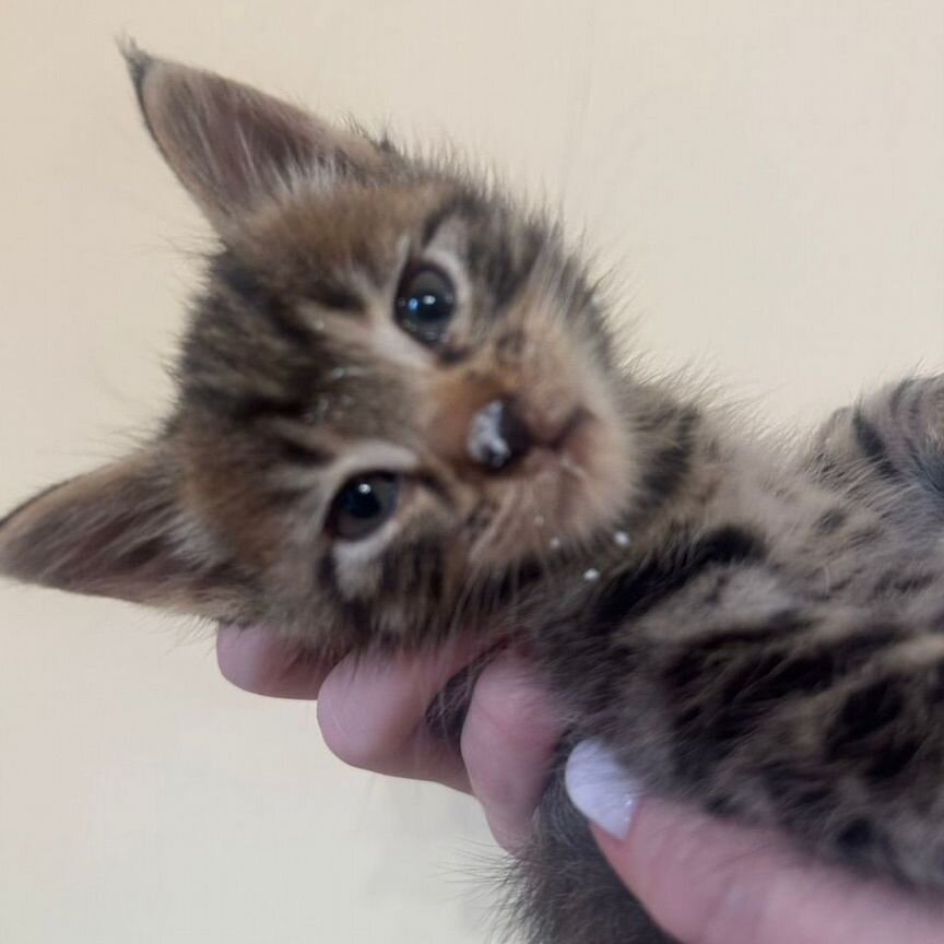 Котенок мальчик