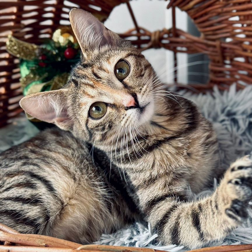 Котёнок в добрые руки