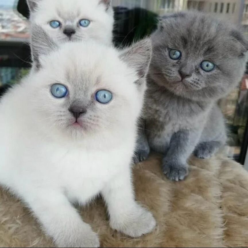 Шотландская