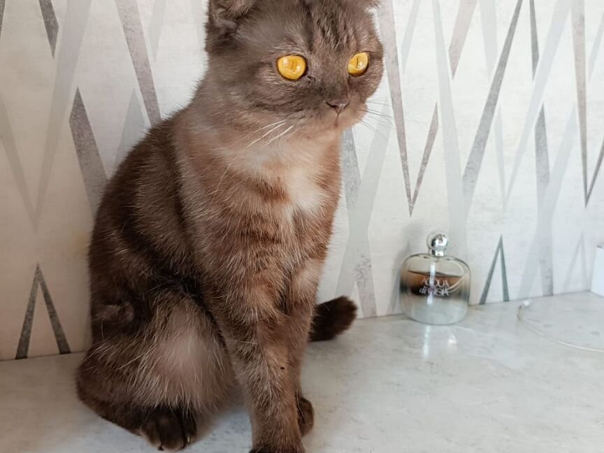 Сима Шотландская вислоухая