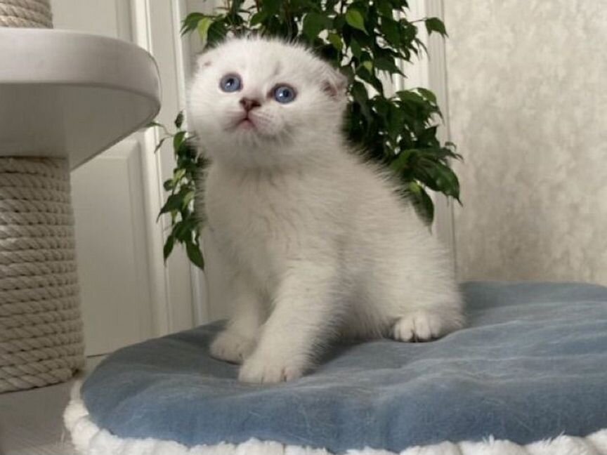 Скоттиш фолд и скоттиш страйт девочки