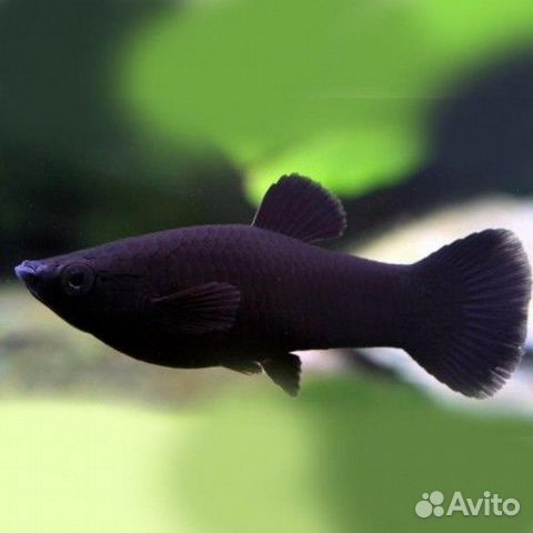Моллинезия чёрная