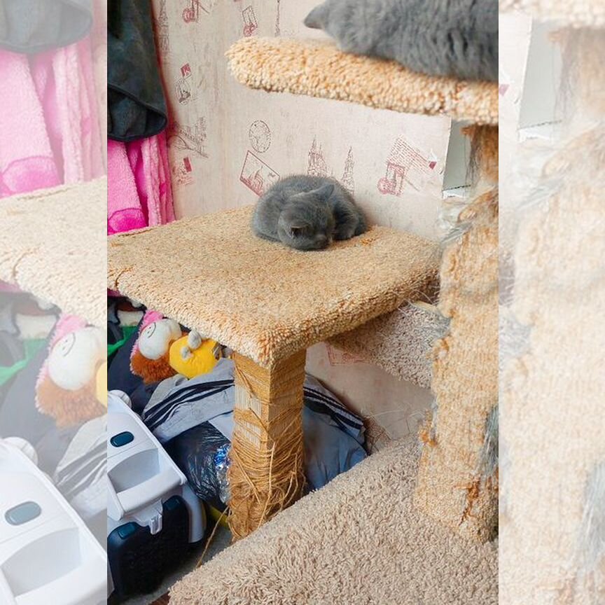 Британские котята