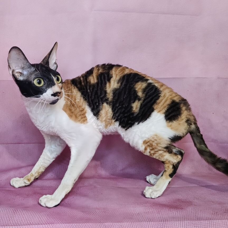 Корниш-рекс, взрослая кошка