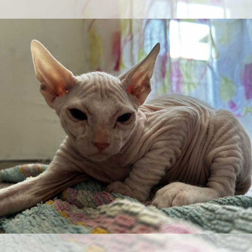 Котята сфинкс бесплатно