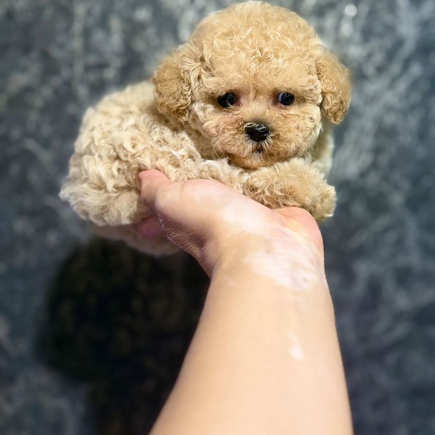 Мальтипу, щенок