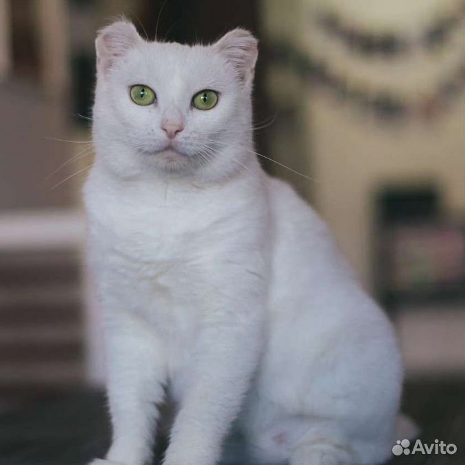 Белоснежная кошка