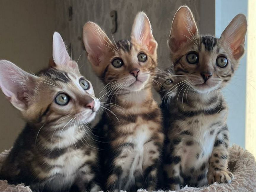 Бенгальские котята