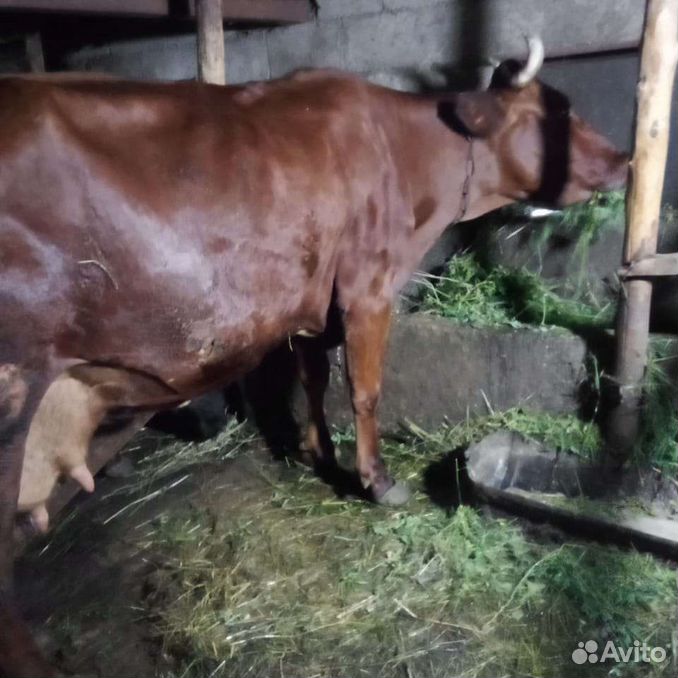 Корова высокоудойная