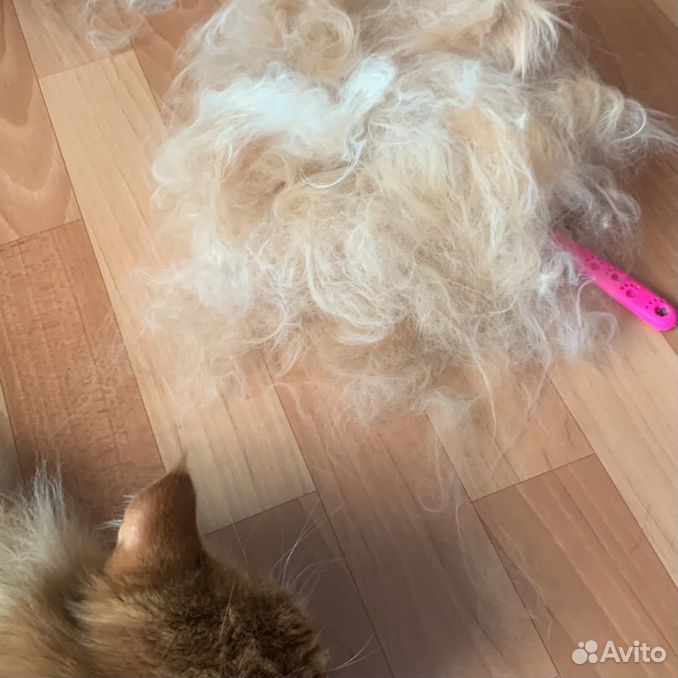 Кошачья шерсть