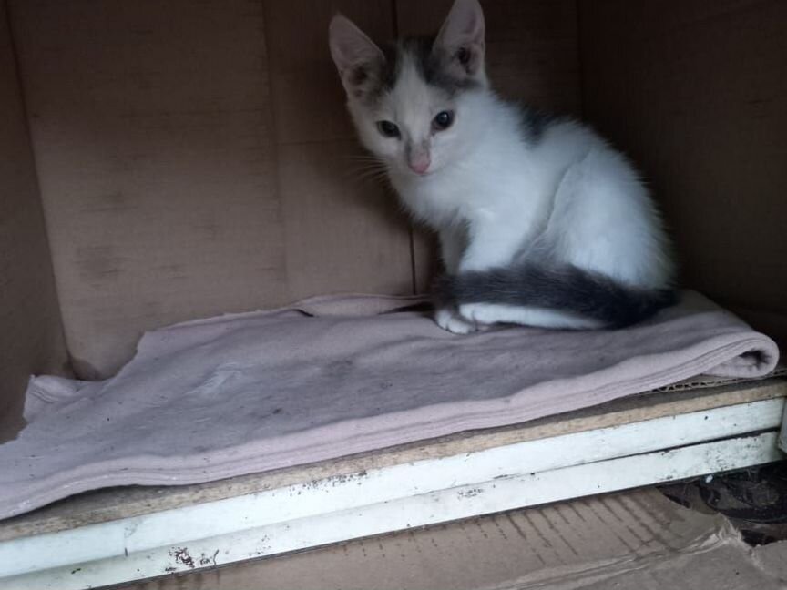 Котенок на мусорке