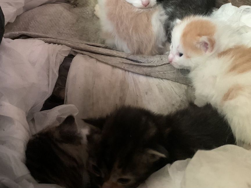 Котята в добрые руки
