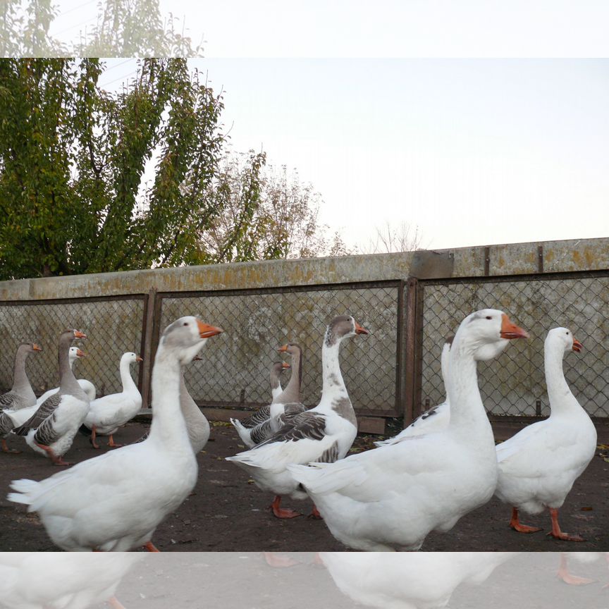 Гуси на хозяйство