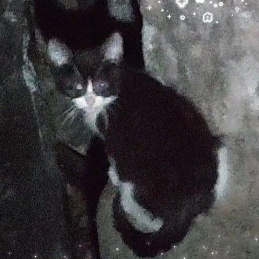 Котенок,что живёт в темноте