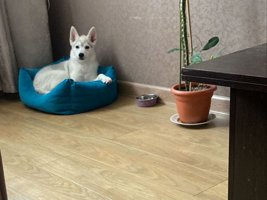 Щенок сибирской хаски