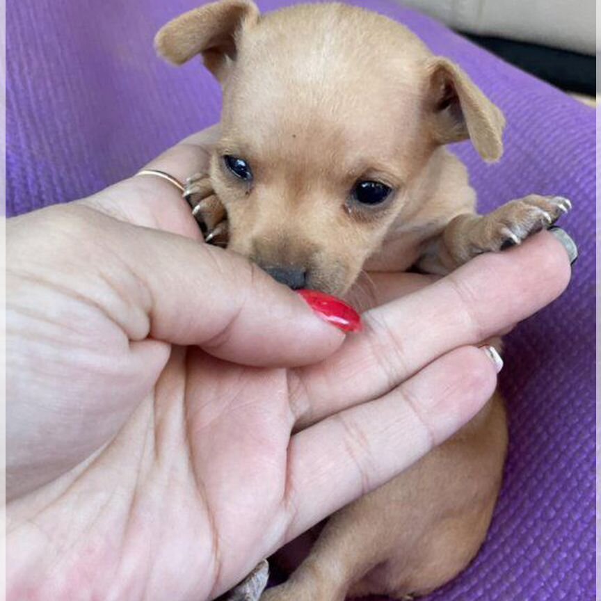 Русский той-терьер, щенок