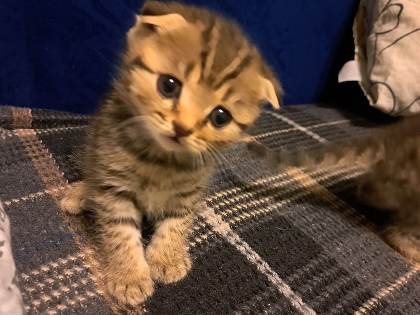 Шотландская вислоухая