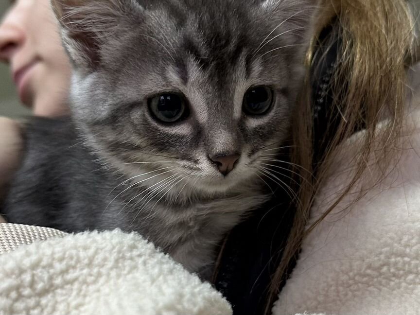 Котенок в добрые руки