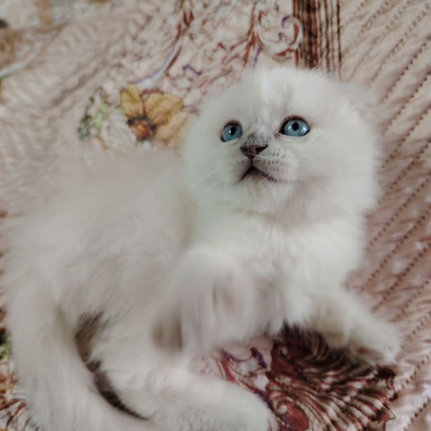 Шотладский веслоухий мальчик