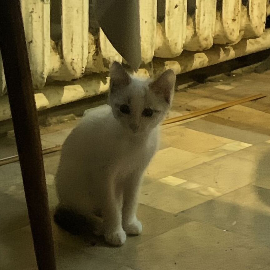 Котёнок в добрые руки