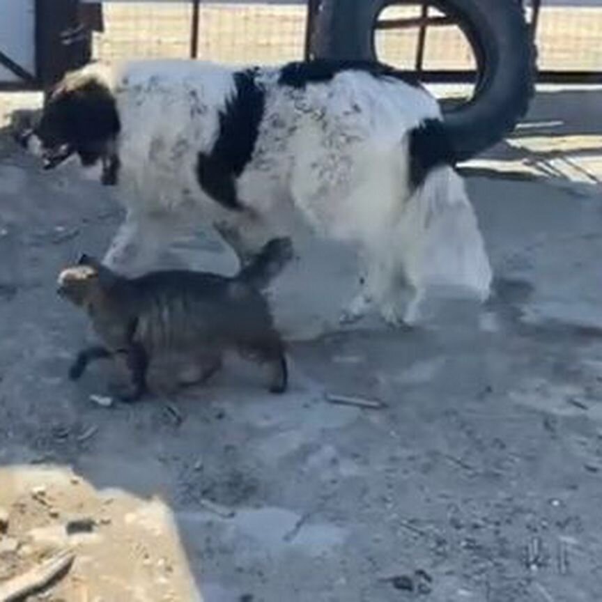 Вязка алабай