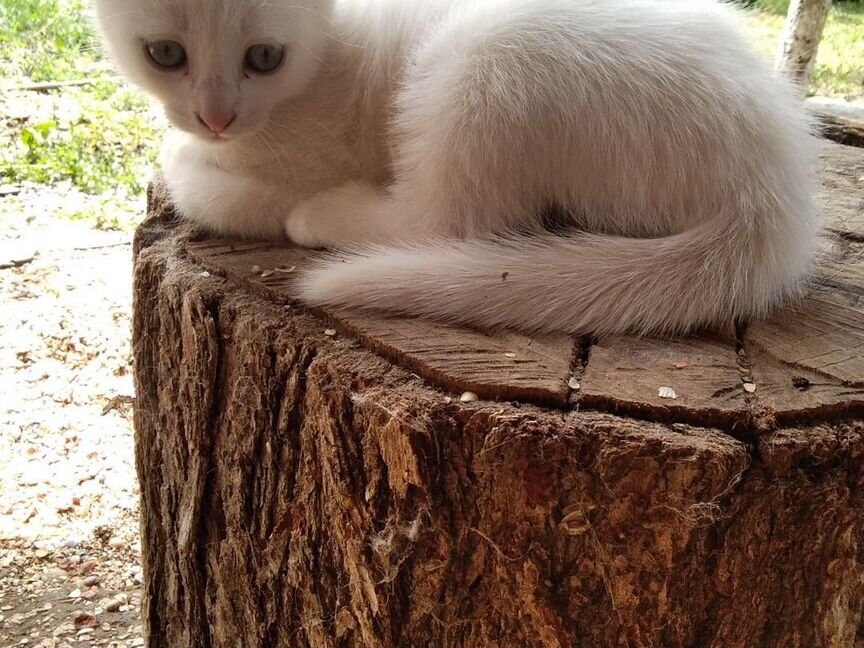 Няшки-котята