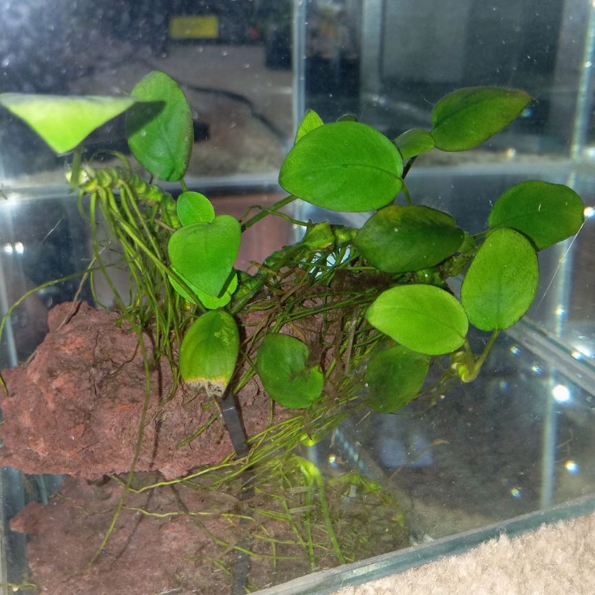 Анубиас на лаве и кокосе