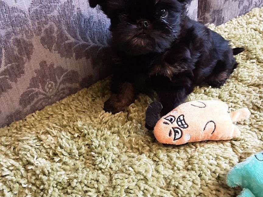 Бельгийский гриффон Мальчик в Спб