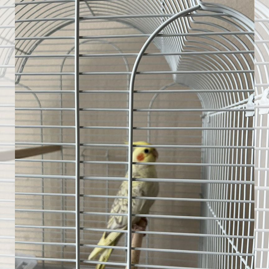 Попугай корелла птенец