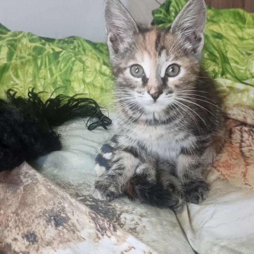 Мейн-кун котёнок