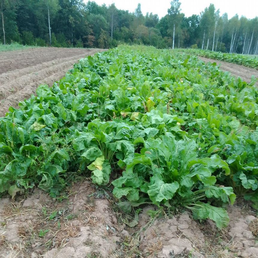 Свекла кормовая