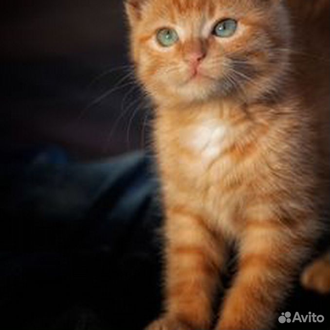 Котенок. Метис Британца и Мэйн Куна