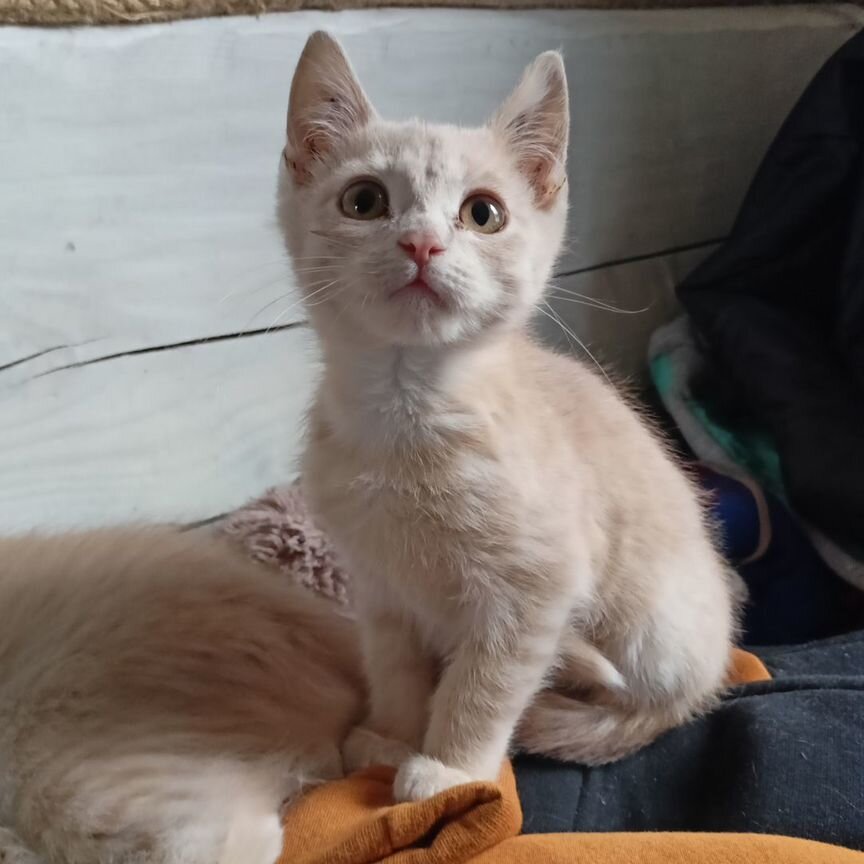 Отдаю котенка бесплатно