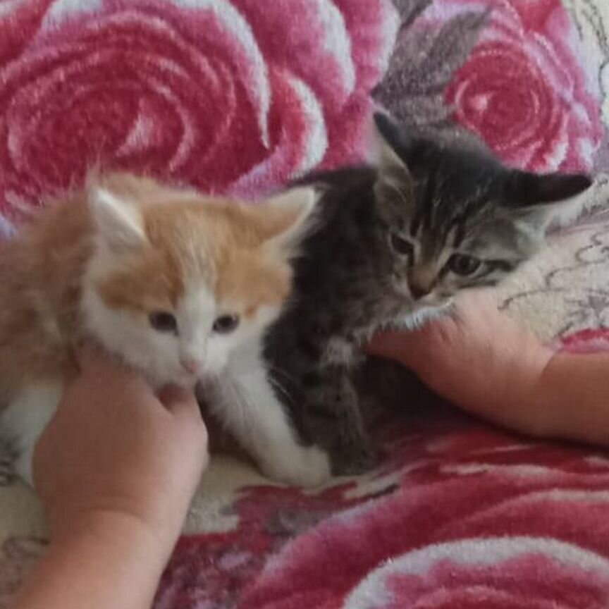 Отдам бесплатно котят