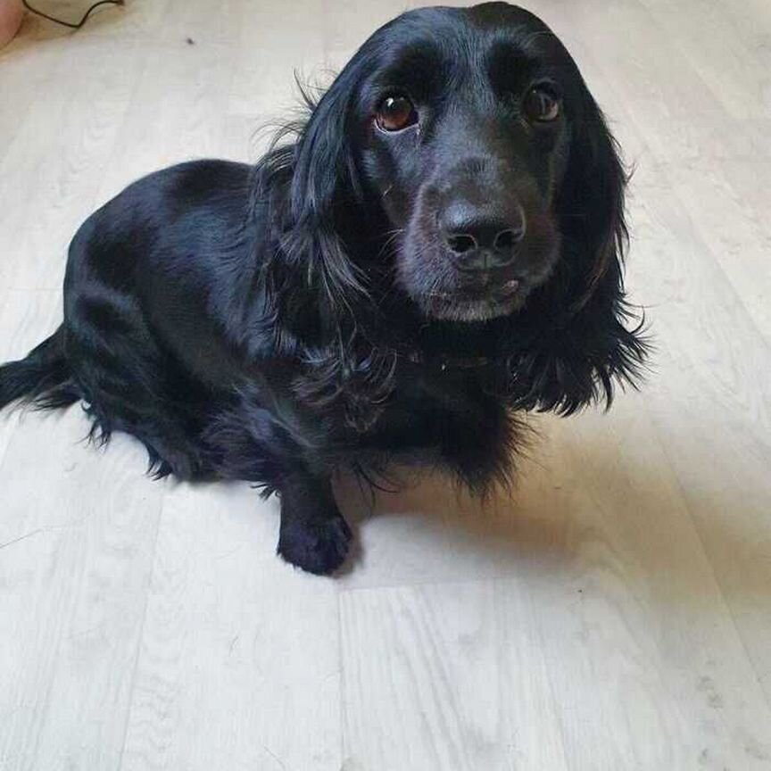 Такса девочка 1,5 годика