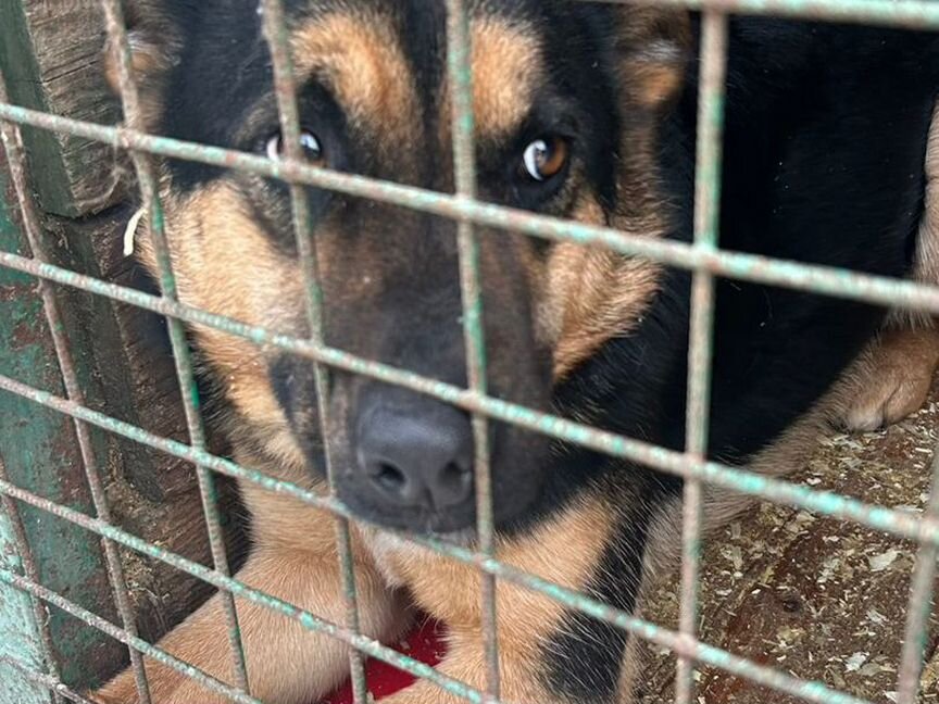 Красавица Корица. Приют Некрасовка. В дар