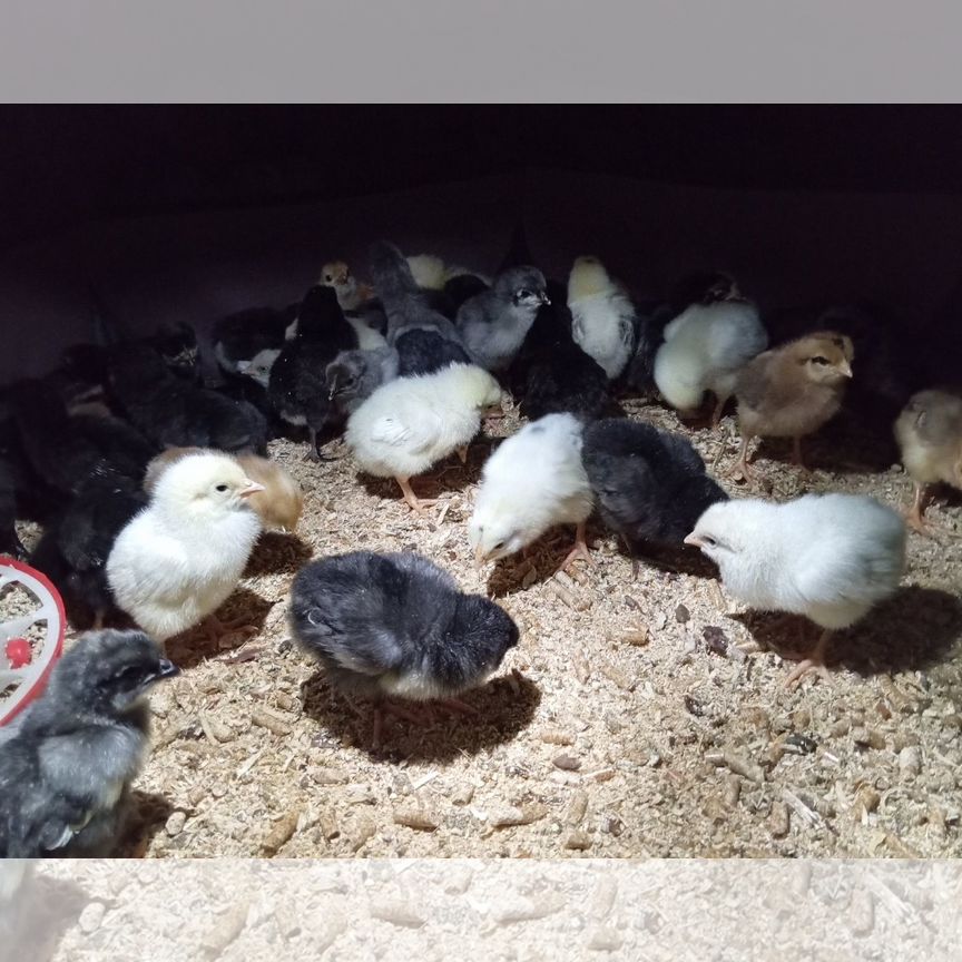 Цыплята несушки доминант