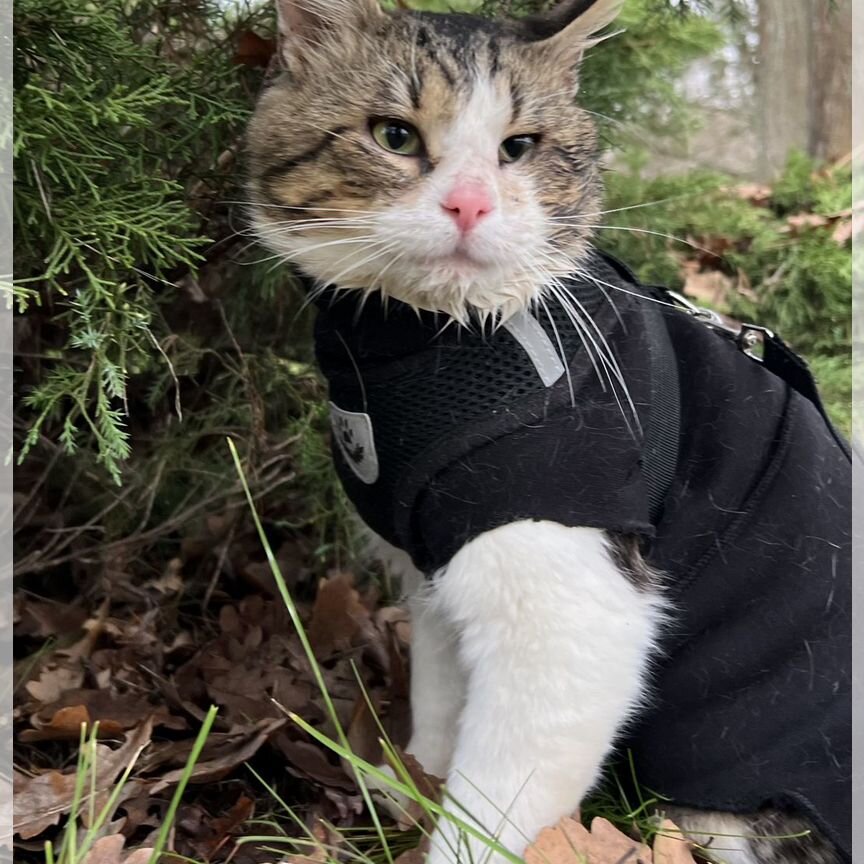 Взрослый кот в добрые руки