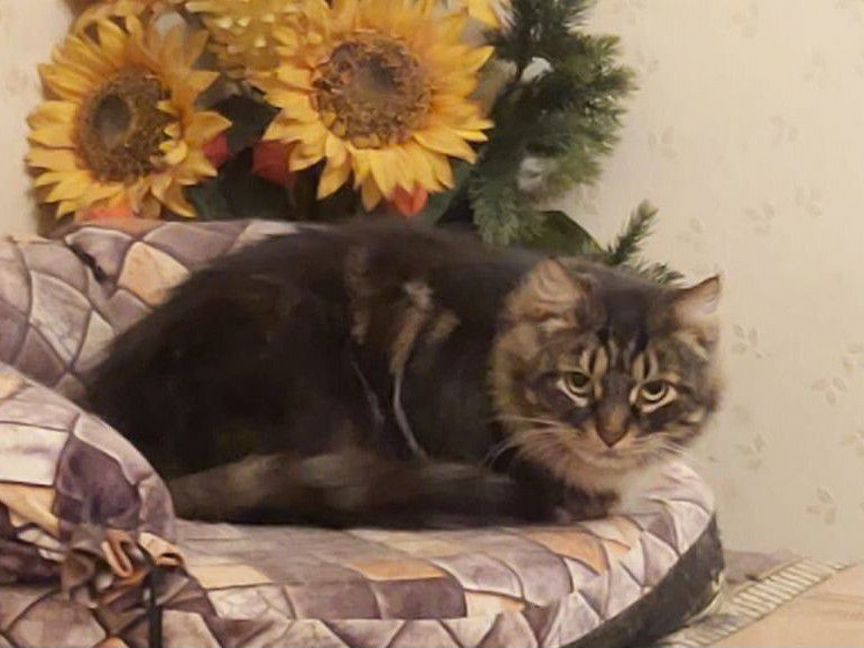 Кошка ищет дом