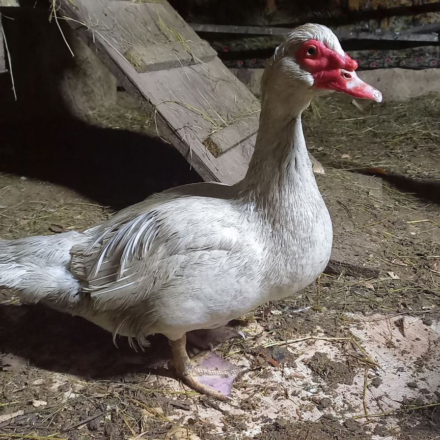 Мускатные утки гасаки 1год