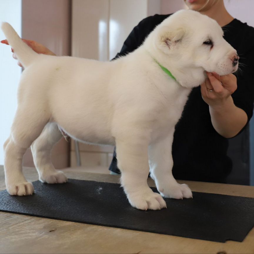 Кобель алабай на охрану