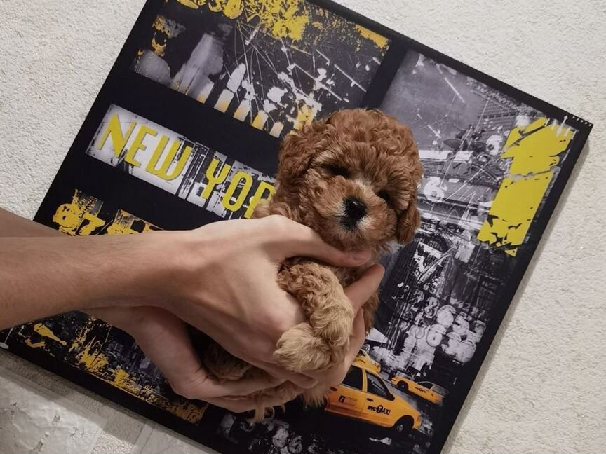 Мальтипу f1 девочки