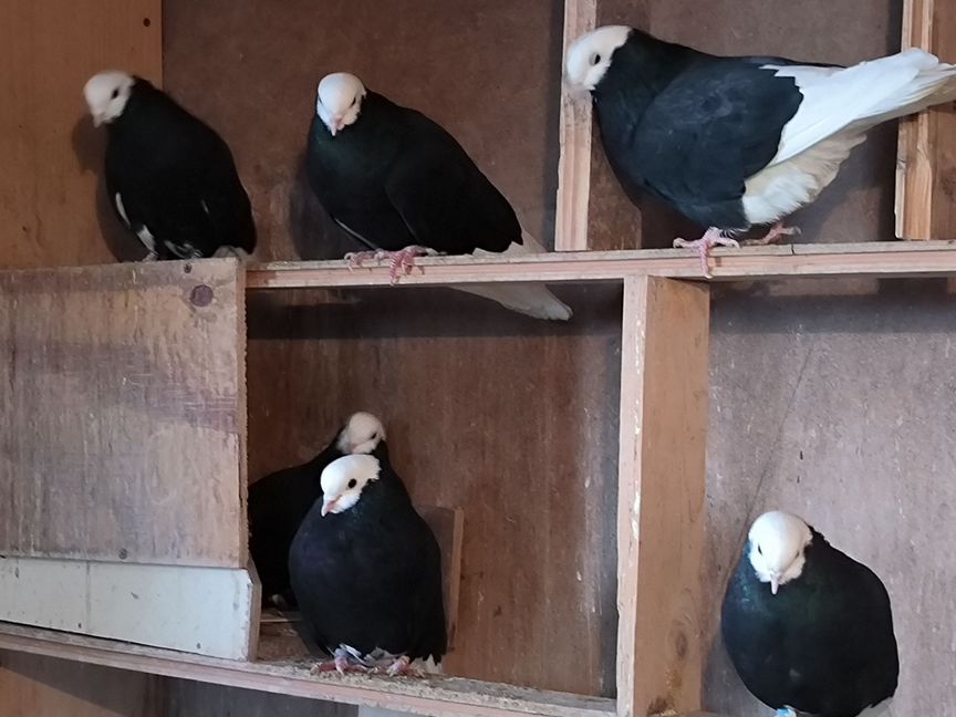 Голуби чёрные белоголовые