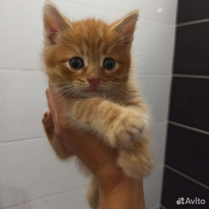 Солнечные котятки в добрые руки