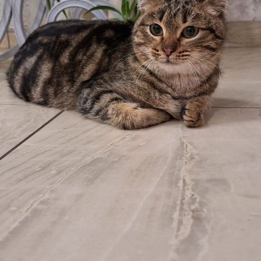 Красивая спасенная кошка