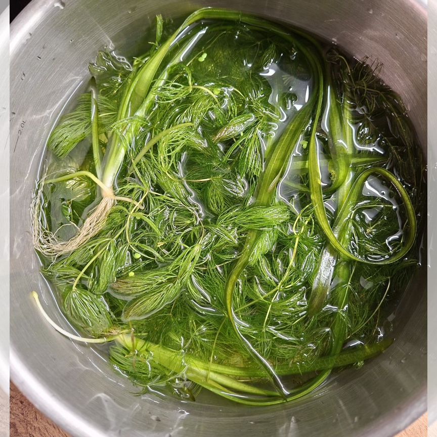 Аквариумные растения прополка отдам